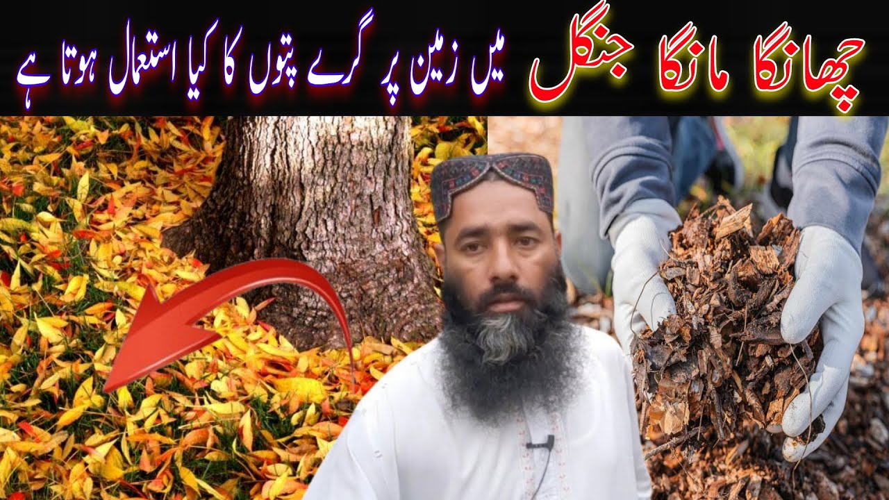 Why are the fallen leaves of trees collected in Changa Manga forest and ...