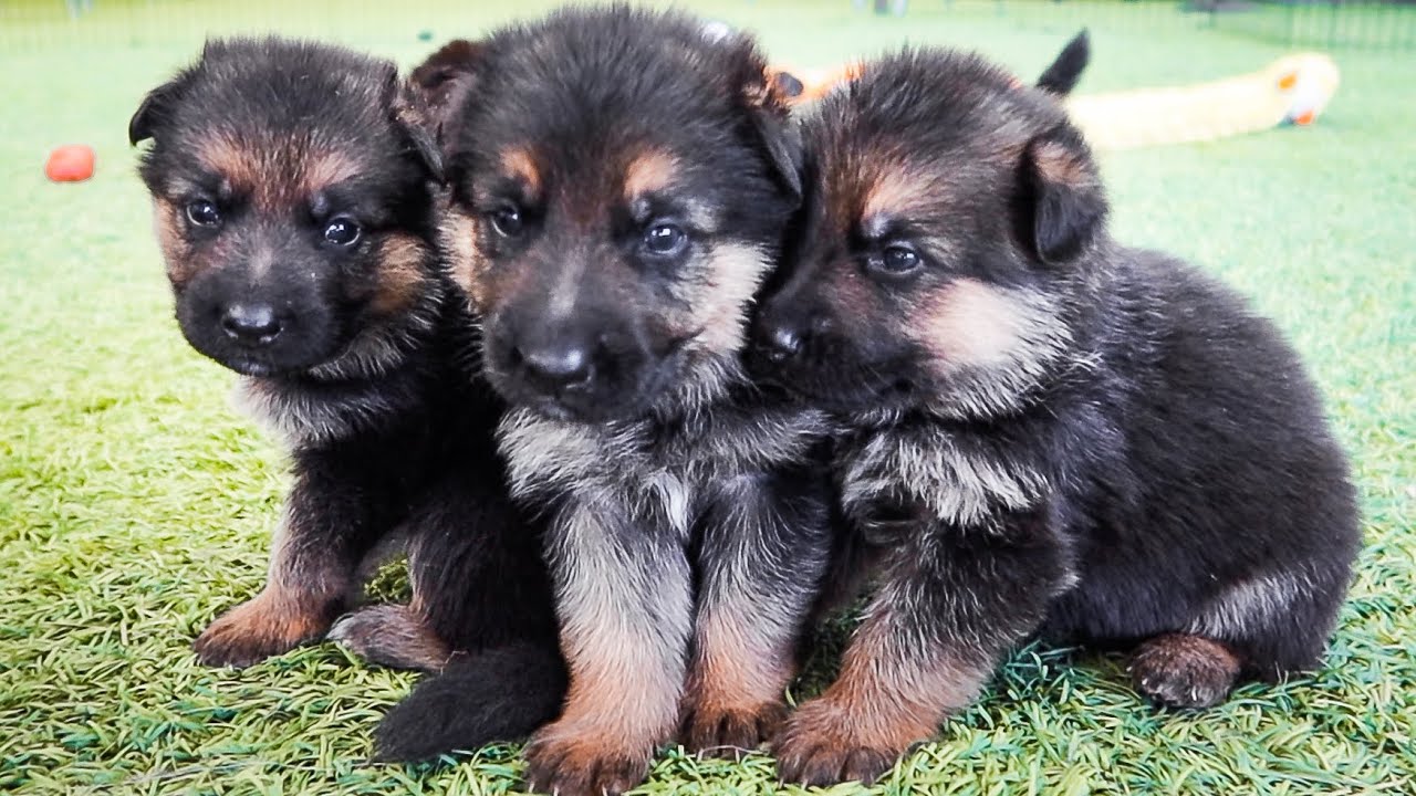 EXTRA TALKATIVE GERMAN SHEPHERD PUPPIES.. - YouTube