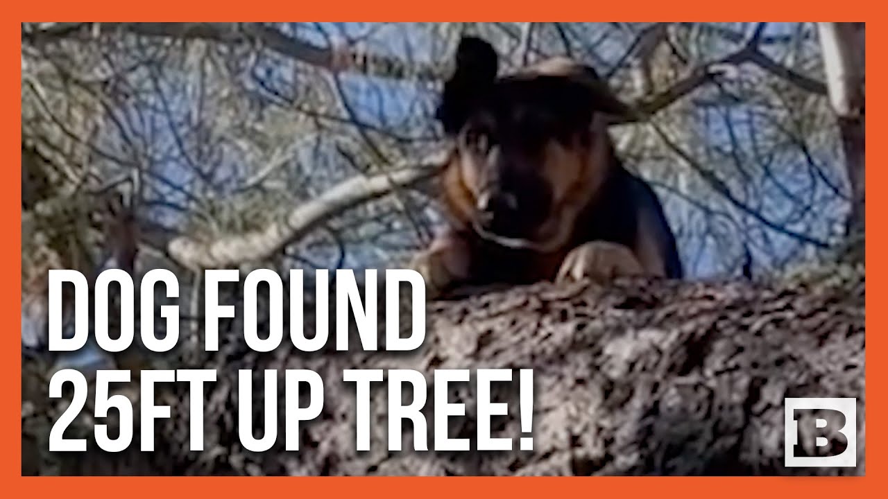 Look Up! Lost Dog "Luna" Found 25ft Up a Tree in California - YouTube