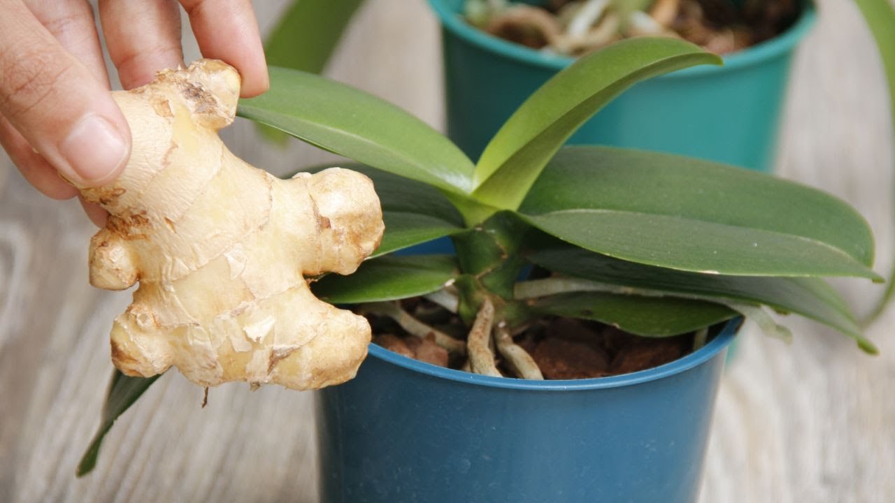 Using a few pieces of ginger, suddenly the weak orchid grows 599 times ...