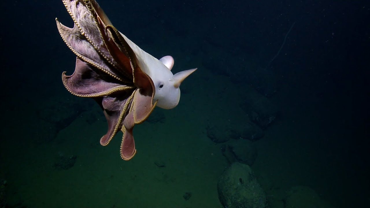 Ghostly Grimpoteuthis Octopus Glides By ROV Hercules | Nautilus Live ...