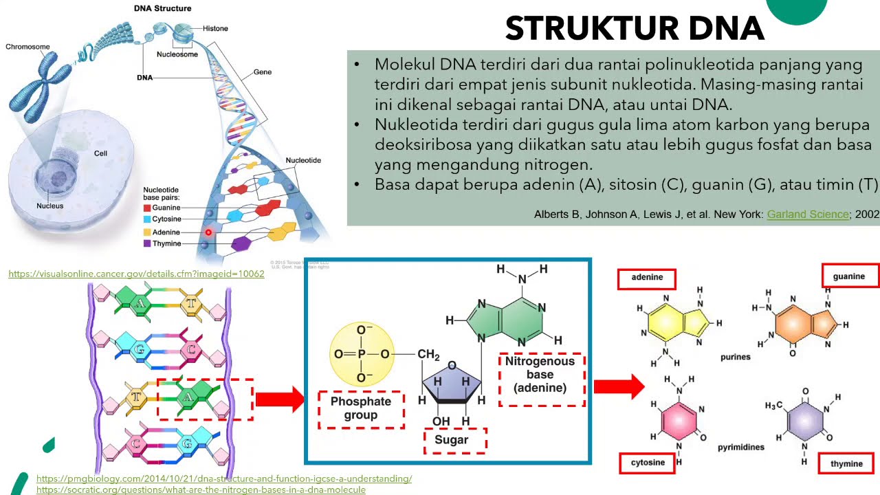 BIOLOGI SEL - DNA [PART 3] - YouTube
