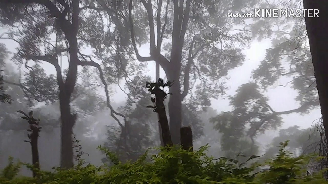 Wild Wild Mist ! - YouTube