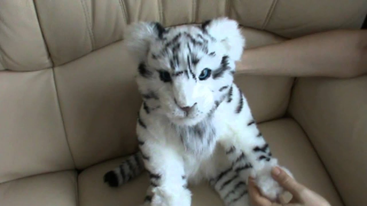 ALIVE WHITE TIGER - YouTube