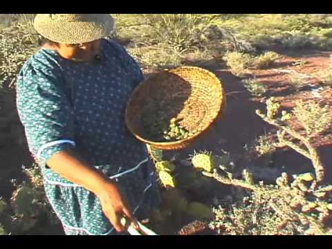 Harvesting Cholla Buds - YouTube