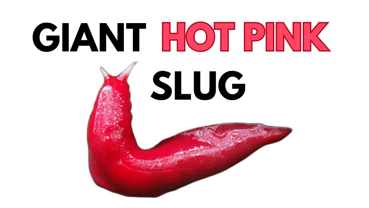 The Giant Hot-pink Slug - YouTube