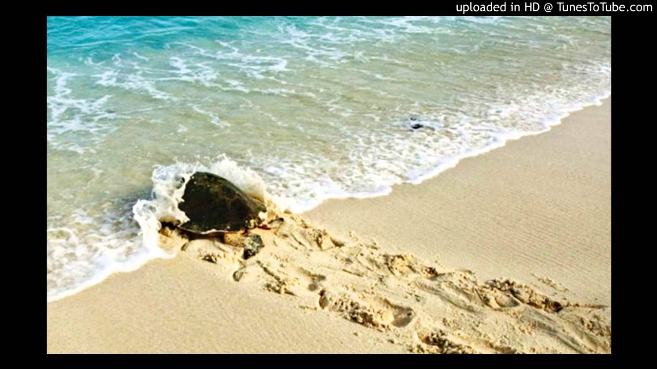 Animalia: Turtle Tango by Earl Reisdorff - YouTube