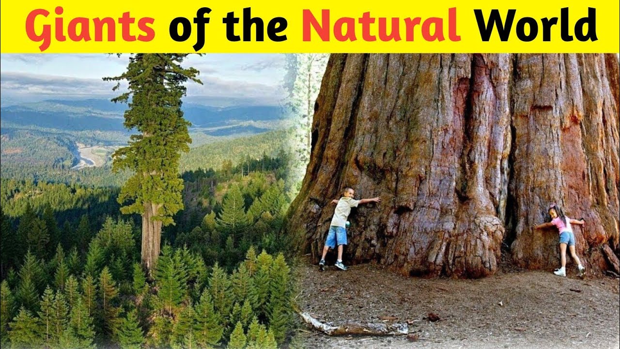 Top 5 Biggest Trees on Earth - YouTube
