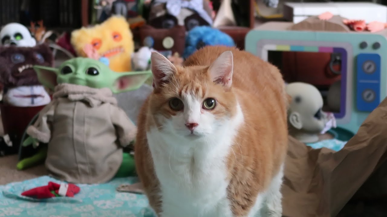 Cat Stomps On Paper - YouTube