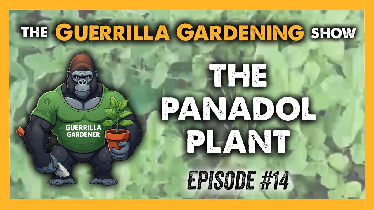 The Panadol Plant | Guerrilla Gardening Show Ep #14 - YouTube