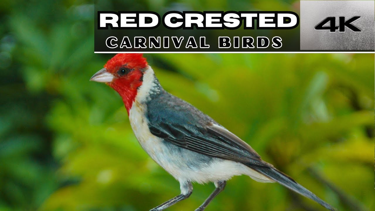 The Majestic Red Crested Carnival Bird: A Visual Treat - YouTube
