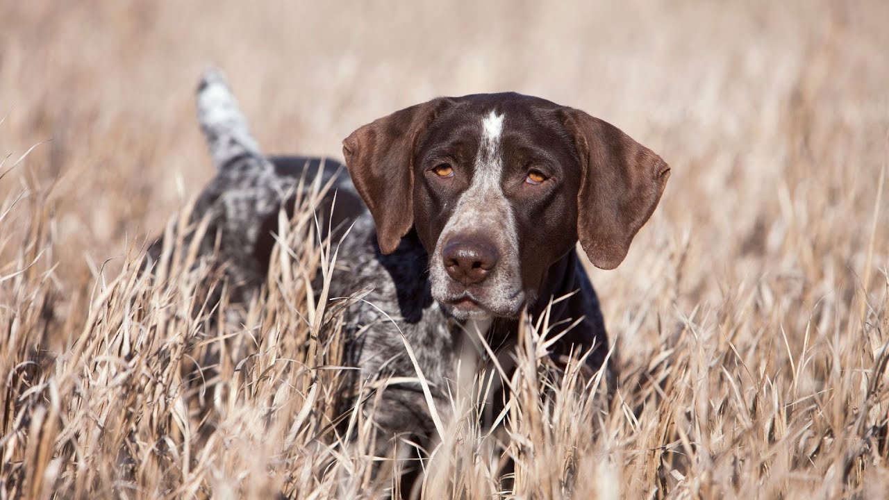 Everything You Need to Know About the German Wirehaired Pointer's Beard and Eyebrows - YouTube