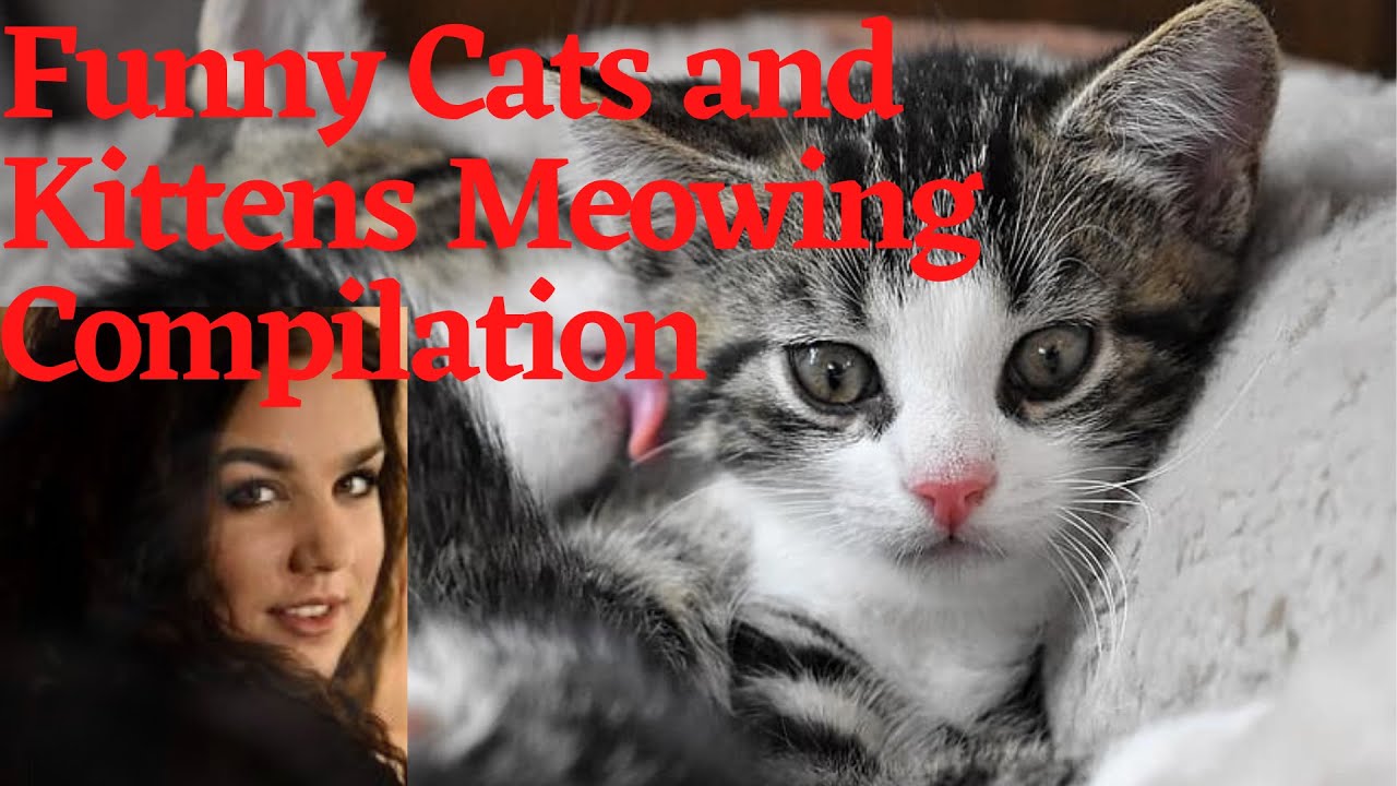 cute pets-Funny Cats and Kittens Meowing Compilation - YouTube