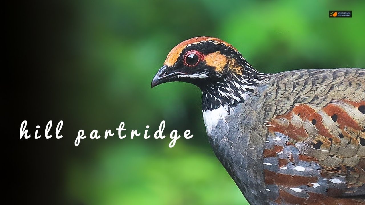 H I L L P A R T R I D G E // COMMON HILL partridge - YouTube