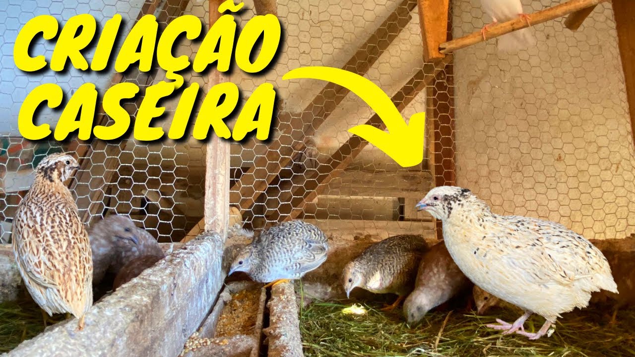 Criação de Codorna Chinesa e Codorna Gigante Várias Cores | Gutejando ...