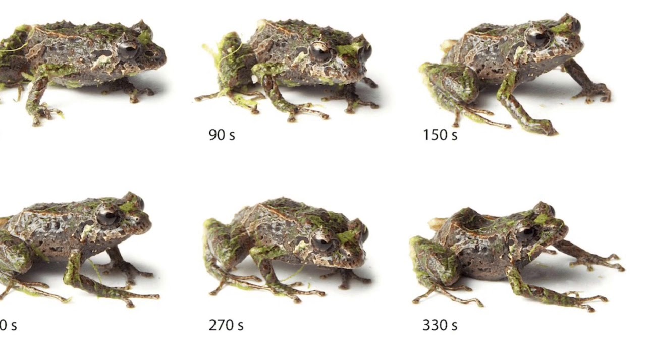 Evolution Solution - YouTube