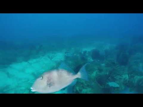 School of trigger fish go piranha crazy on a lionfish! - YouTube
