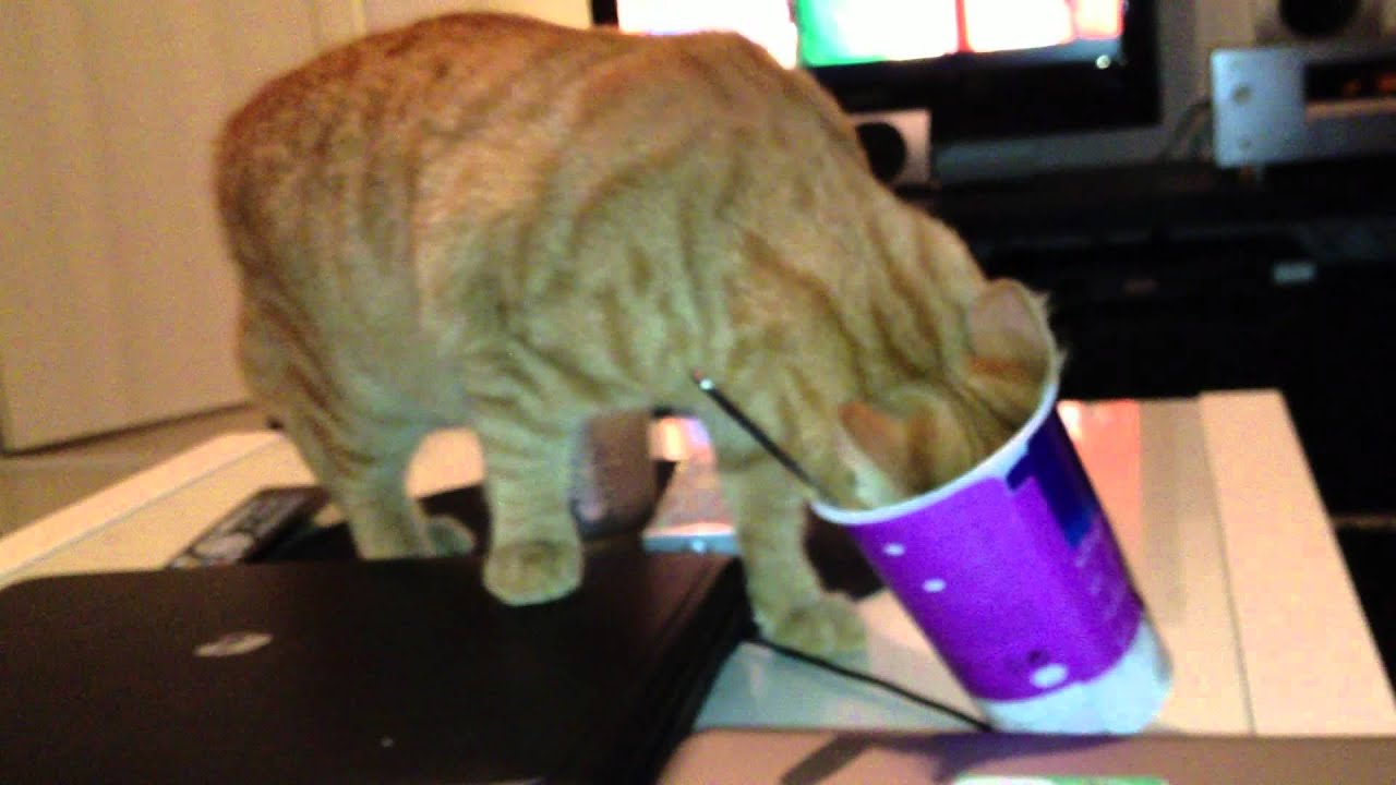 Cat backflip with helmet - kissa tekee voltin :D - YouTube