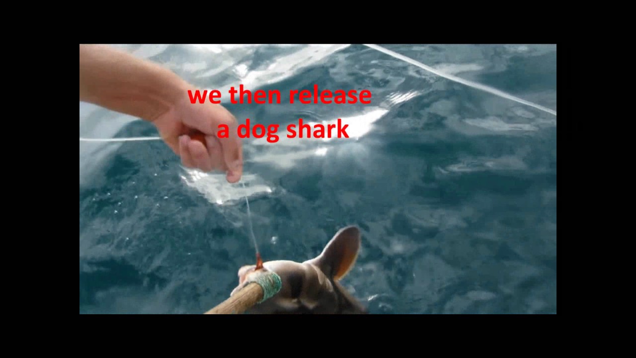 longlining 4 sharks - YouTube