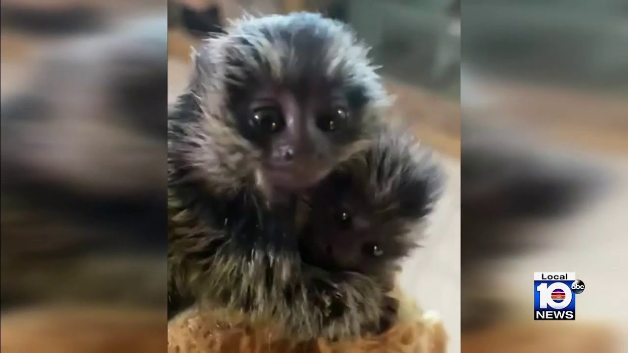 Video shows woman steal baby monkey from pet store in Miami-Dade - YouTube