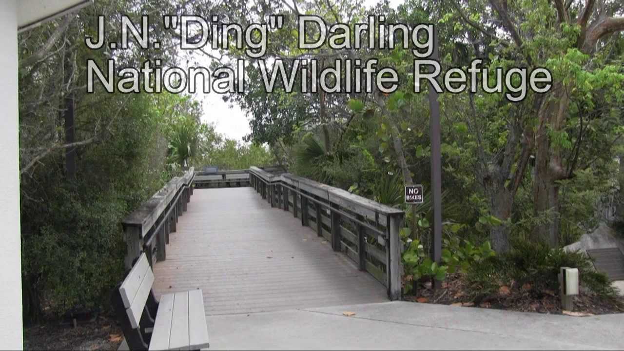Earth Day at J.N.Darling Wildlife Refuge - YouTube