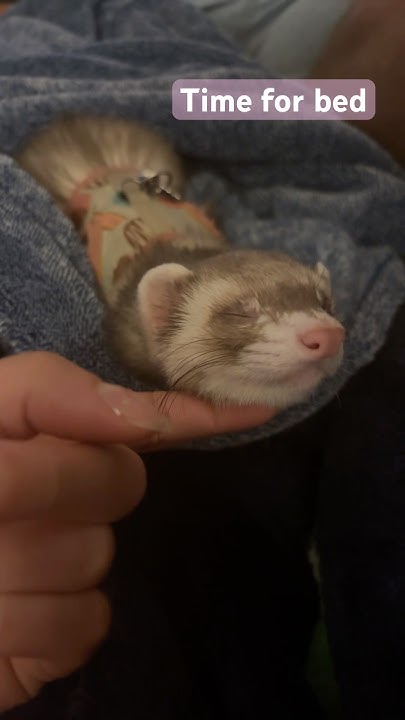 I’m asleep #bedtime #bed #ferret #babyferret #mypet #sleepy # ...