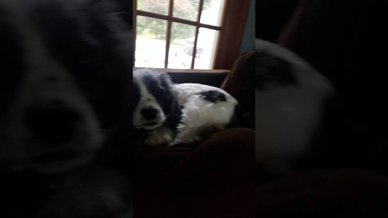 The Howling Cocker Spaniels on a Saturday morning - YouTube