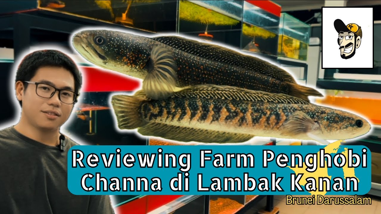 Kitani Review Ke Kampong Lambak Kanan (Brunei). Salah Seorang Penghobi ...