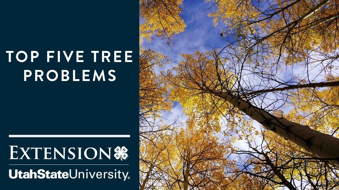 Top Five Tree Problems - YouTube