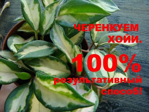 Укоренить хойи со 100 процентным результатом - YouTube