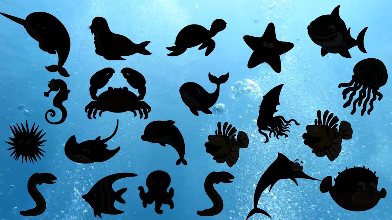 Learning Video of Sea Animals | Guess The Shadow And Meet Amazing Sea ...