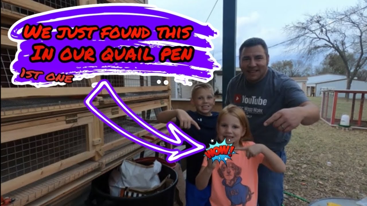 How to save time with automatic quail waters, also new baby quail on ...