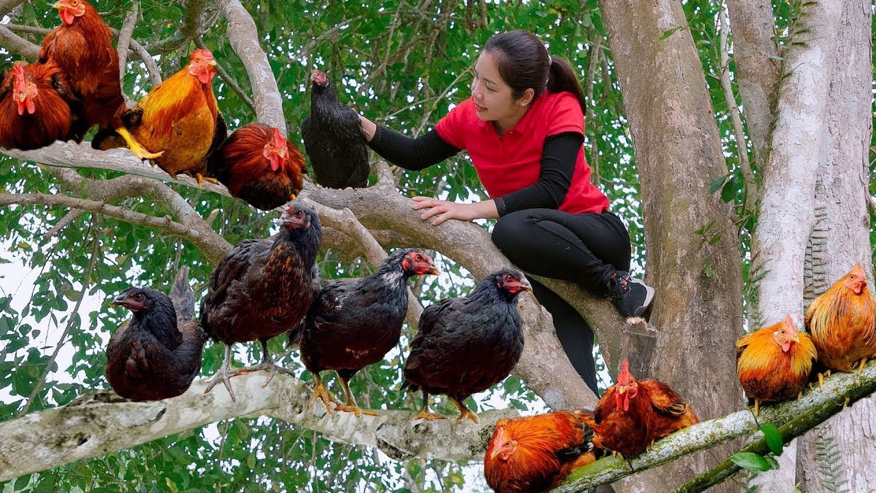 I Spent 24 Hours Harvesting Catching Wild Chickens to sell, Living ...