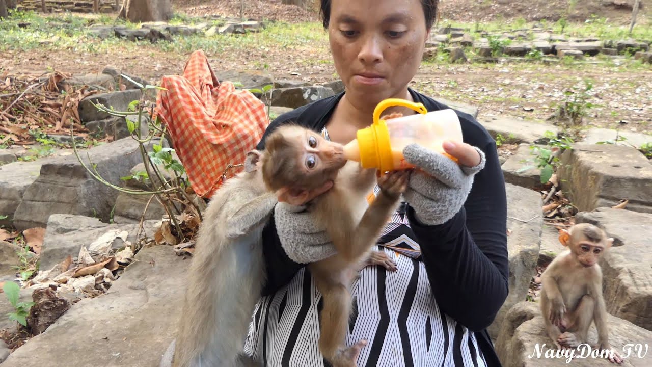 the first time that Abandoned Baby Zuri meet KT get full of milk and ...