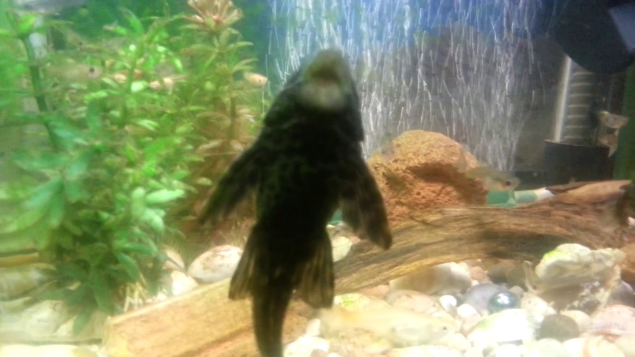 Cat Fish cleaning the glass - YouTube