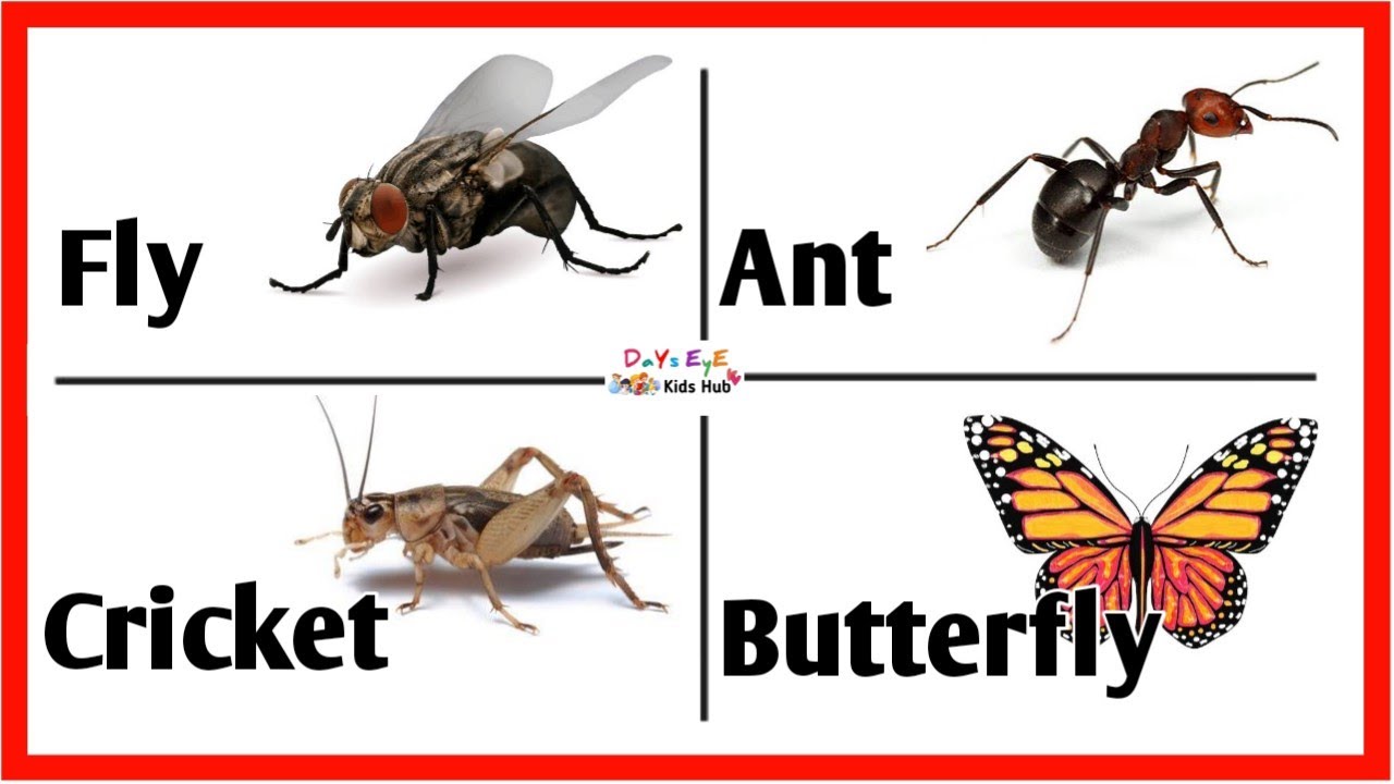 Insects Name for Kids in English | Insects Names with Pictures | Learn ...