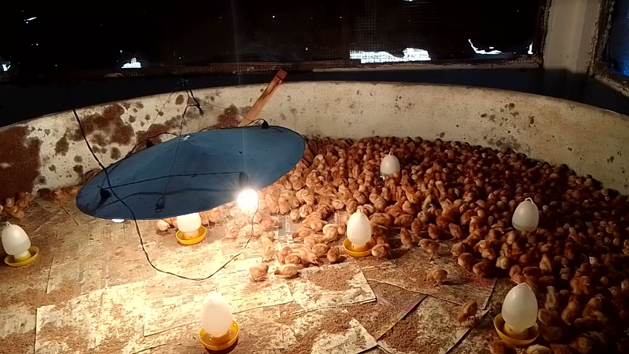 🐣🐥Layer chick brooding with 100W bulbs | Artificial brooding - Marawila ...