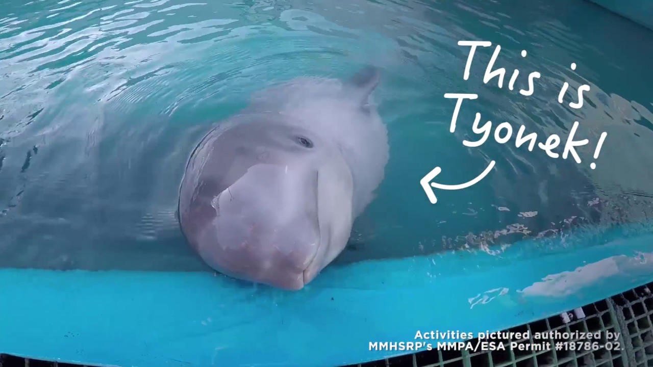 Tyonek The Tiny Beluga! - YouTube