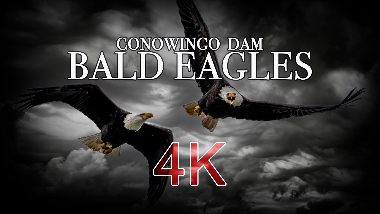 Eagles of Conowingo Dam (Bald Eagles) - YouTube