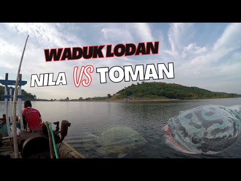 Mancing ikan Nila di Kerajaan ikan Toman || Waduk Lodan Rembang terbaru ...