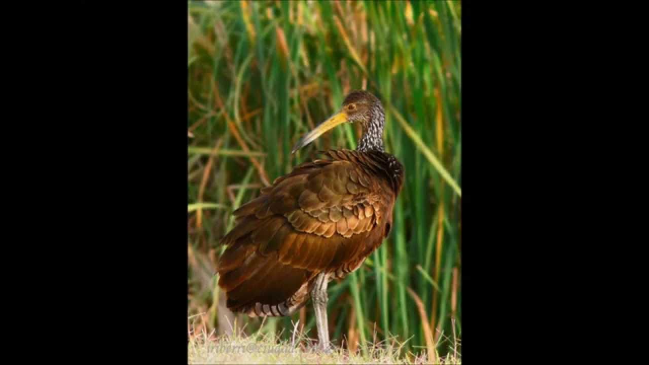 CARAU Leyenda y canto - YouTube