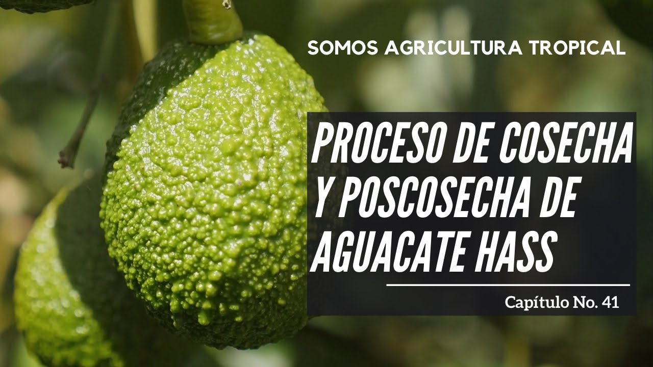 Proceso de cosecha y poscosecha de aguacate hass - Somos Agricultura ...