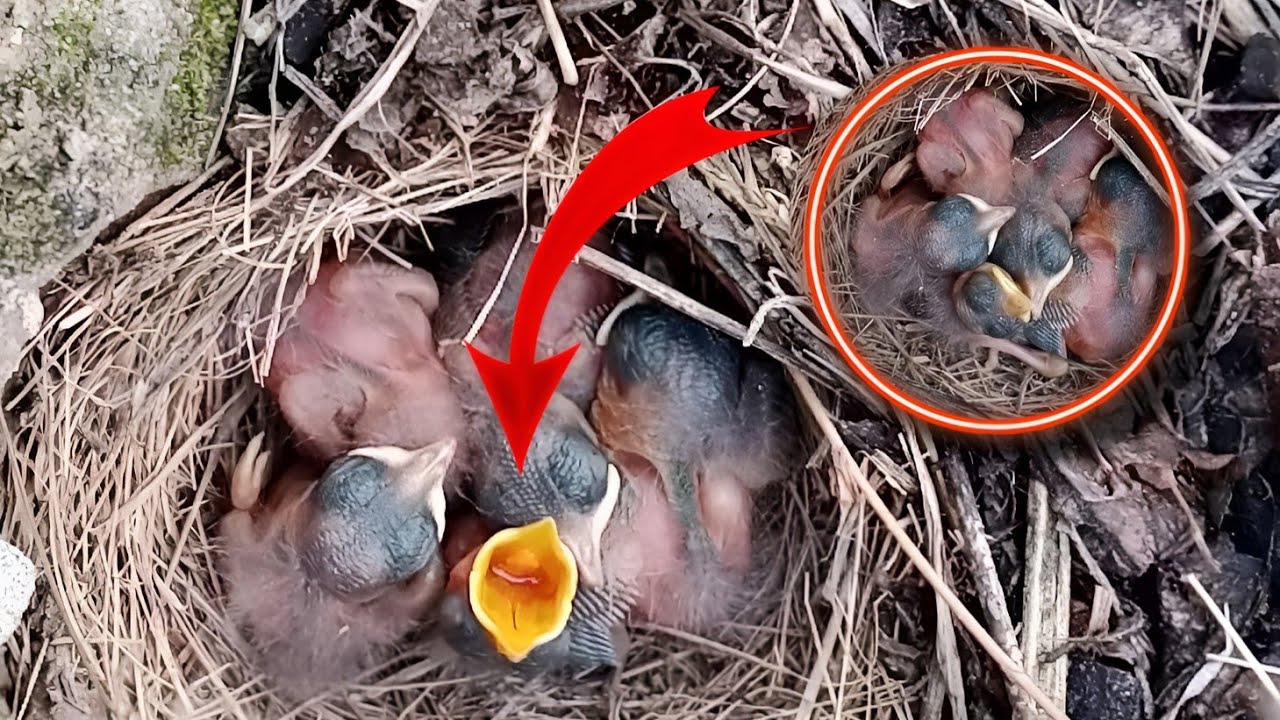 Familiar chat beautiful bird babies @birdnature1901 - YouTube
