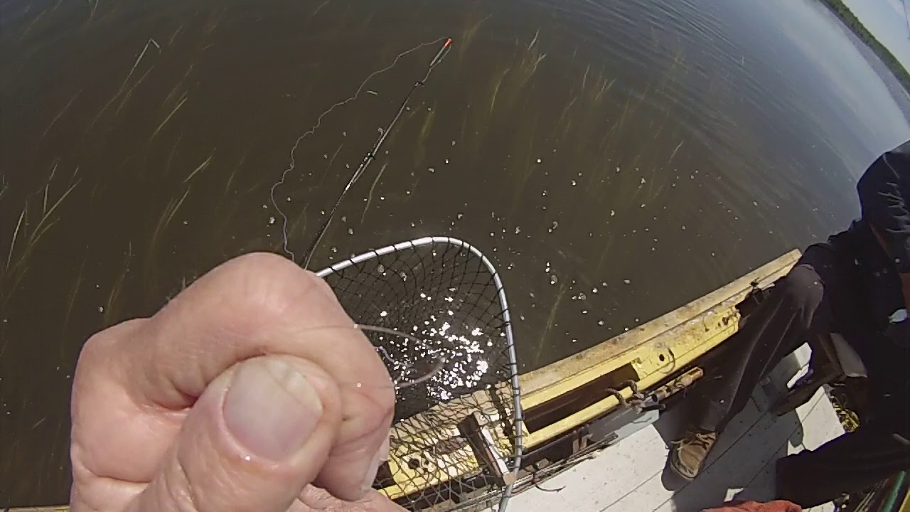 Fishing gaspereau - YouTube