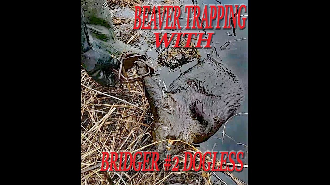 how to easily trap beaver and have fun with different sets - Dunlap ...