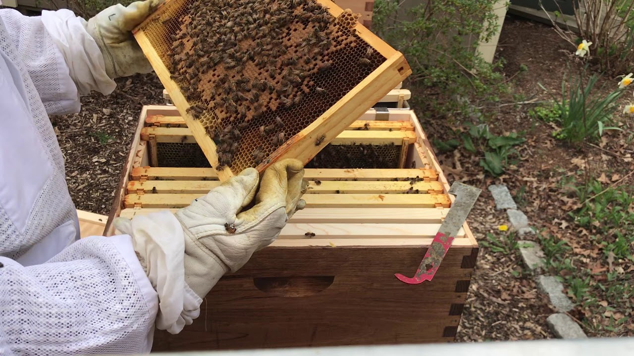 Beekeeping. 3 deeps and still a lot of swarm cells. - YouTube