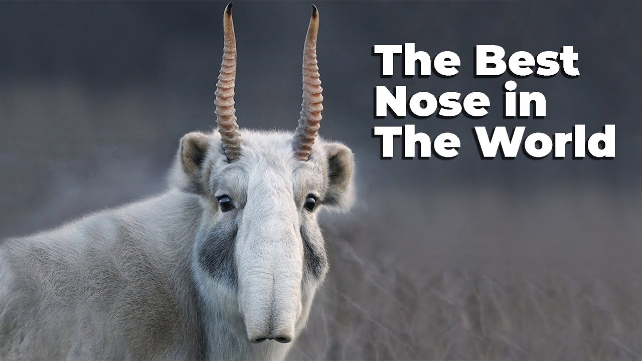 Saiga Antelope Nose