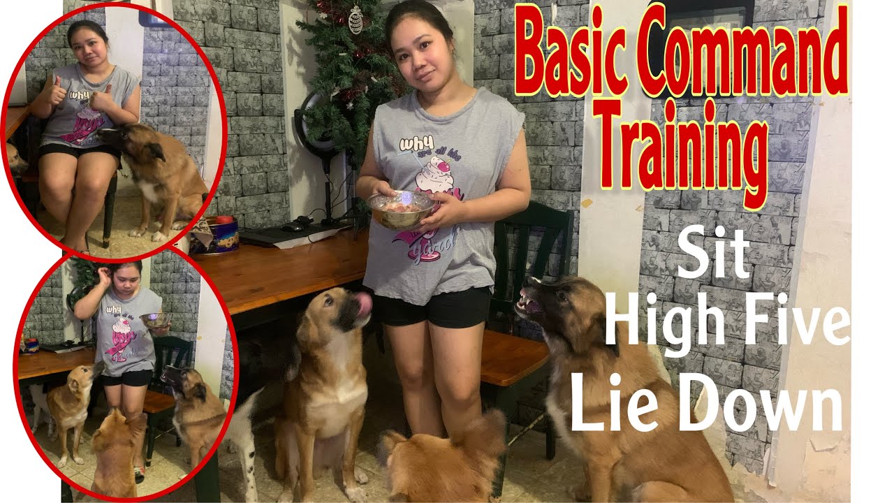 BASIC COMMAND TRAINING FOR DOGS - YouTube