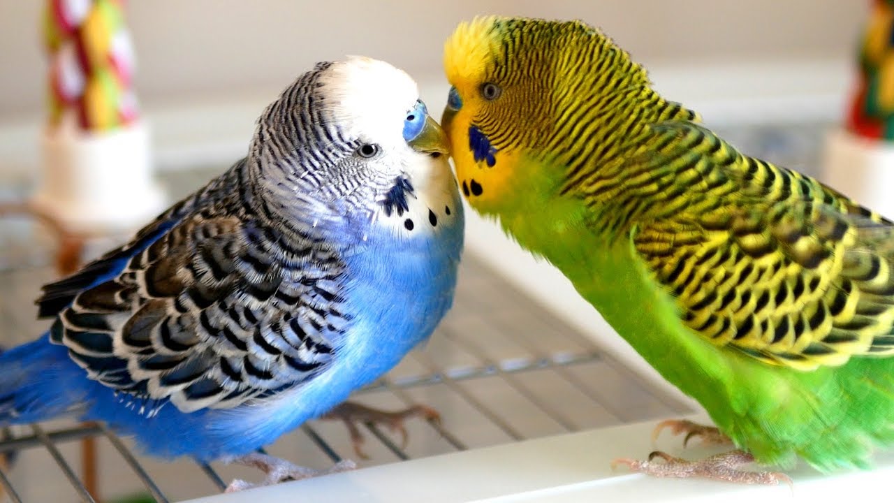 Birb 1 lectures borb 2 - YouTube