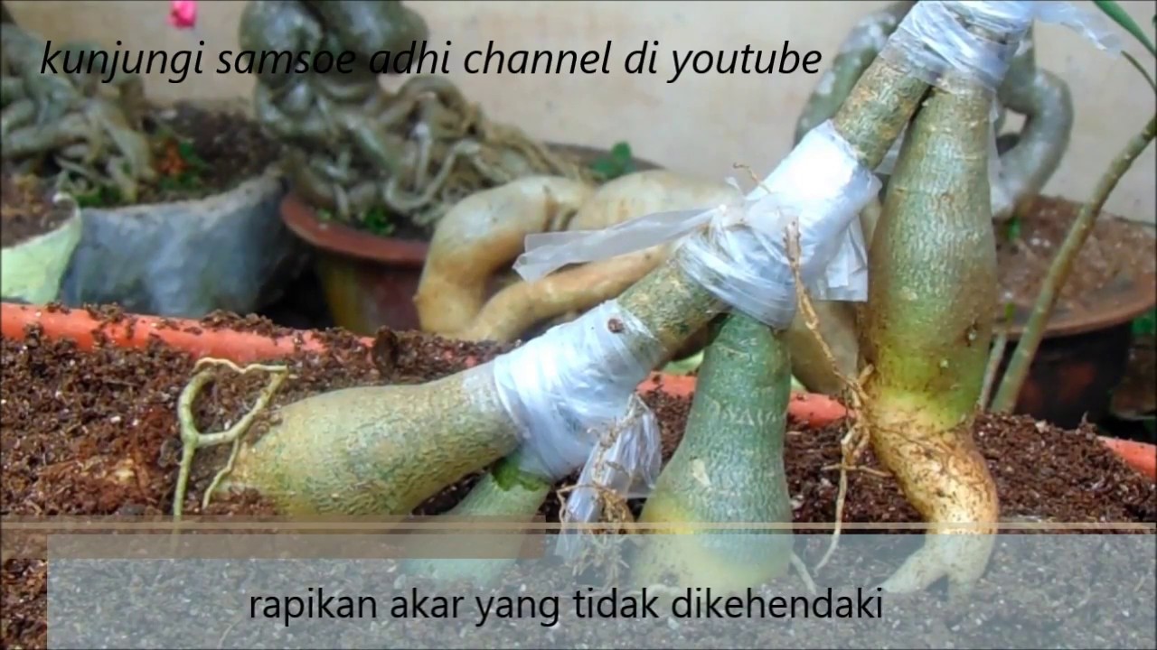 how to implant adenium roots (cara sambung akar adenium) - YouTube